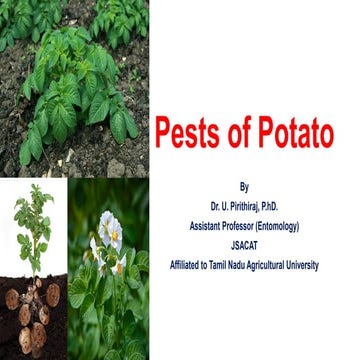 Pests of Potato_Identification_IPM_Dr.UPR.pdf
