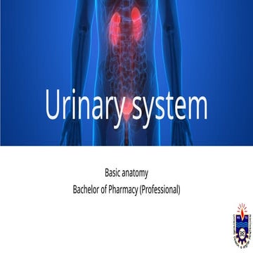 Urinary System of Anatomy(for university).pptx