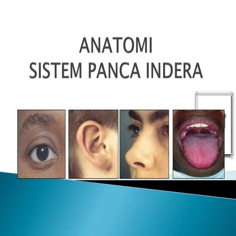 3. Anatomi dan fisiologi sistem Respirasi.pptx