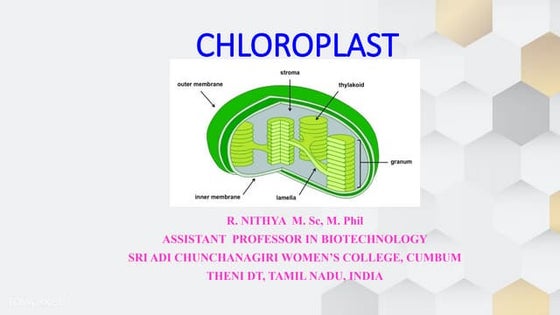 Ultrastructure and functions of Chloroplast.pptx | Biological Sciences | Science