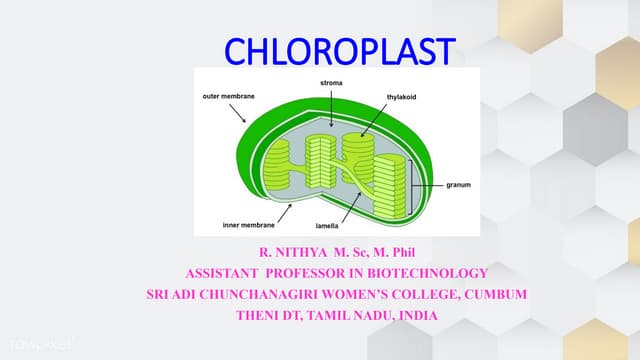 Chloroplast: Structure & functions | PPTX