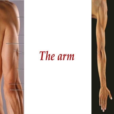 8.The_Arm anatomy presentation lecture.pptx