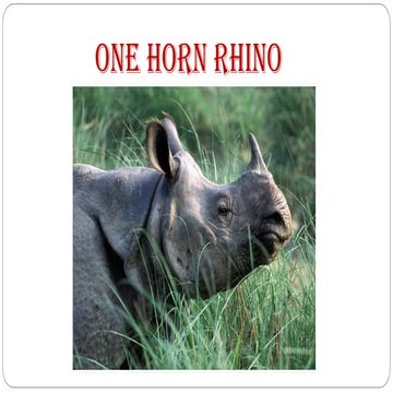 Comprehensive Overview of the One-Horned Rhino: Taxonomy, Morphology ...