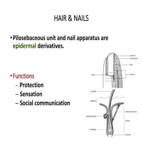 Biology of Hair and Nails.pptx