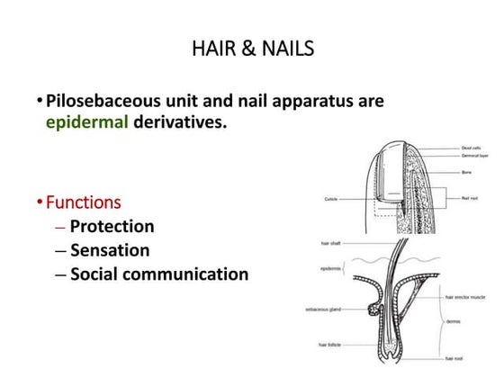 Anatomy of hair and hair cycle | PPTX | Hair Care | Beauty