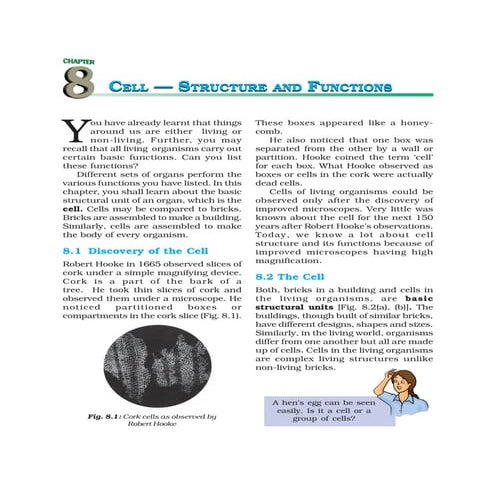 8 cell - structure and function | PDF