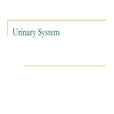 Urinary System Notes | PPT