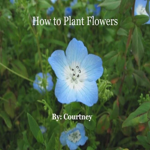 How to plant a seed | PPTX