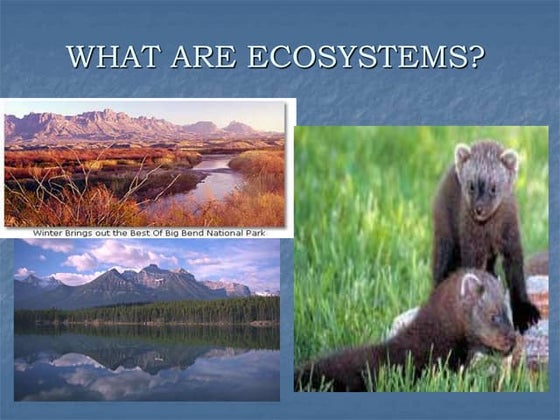 The importance of photosynthesis in the ecosystem | PPT
