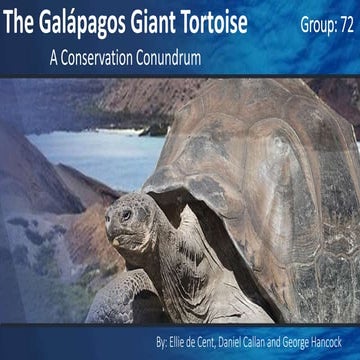 Galapagos Giant Tortoise Final | PPTX