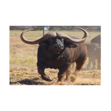 East African Buffalo Bull For Sale | DOCX