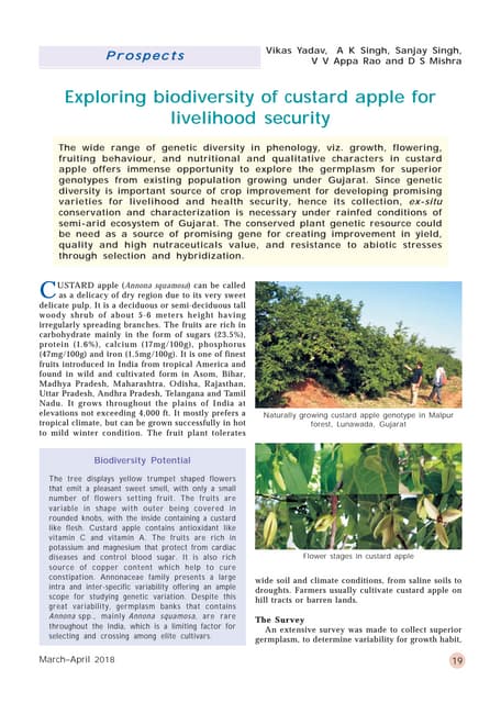 Fruit yield potential of Lubeg (Syzygium lineatum (D. C. Merr. & L. M ...