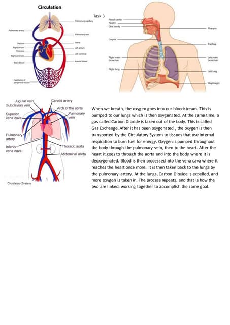 Circulatory research | PDF | Heart and Cardiovascular Diseases ...