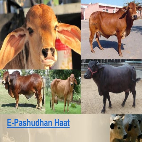 E- Pashudhan Haat Presentation 15-11-2016 | PDF | Agriculture | Industries
