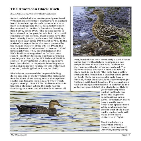 Black Ducks | PDF