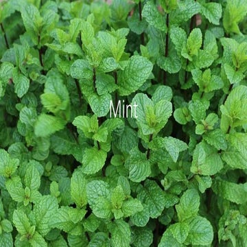Mint by 8a | PPTX