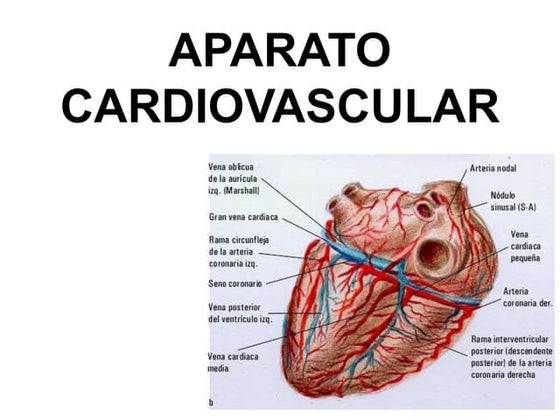 FOCOS DE AUSCULTACIÓN CARDÍACA | PPT