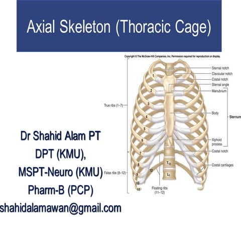 Axial Skeleton Thoracic Cage