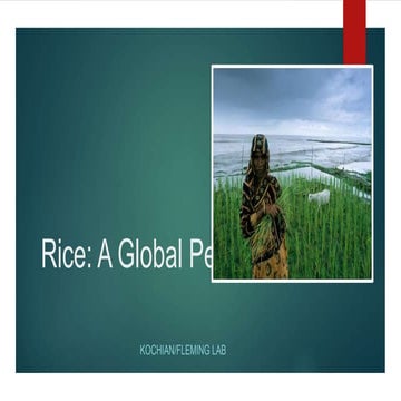 Rice_global_perspective | PPT