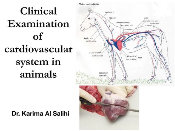 4 pulse taking | PDF | Heart and Cardiovascular Diseases | Diseases and Conditions