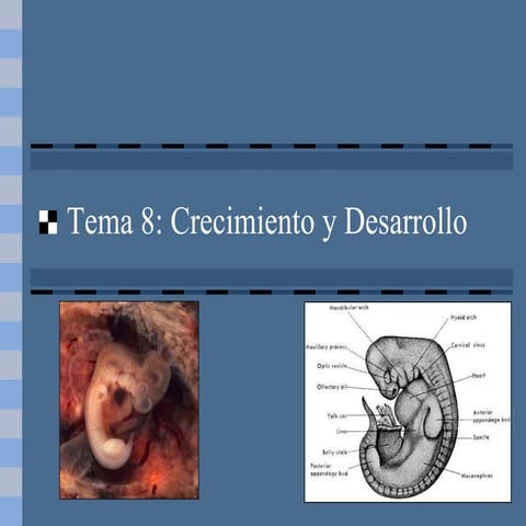 8_desarrollo_embrionario.ppt DIAPOSITIVAS QUE EXPLICAN LA FASE DE ...