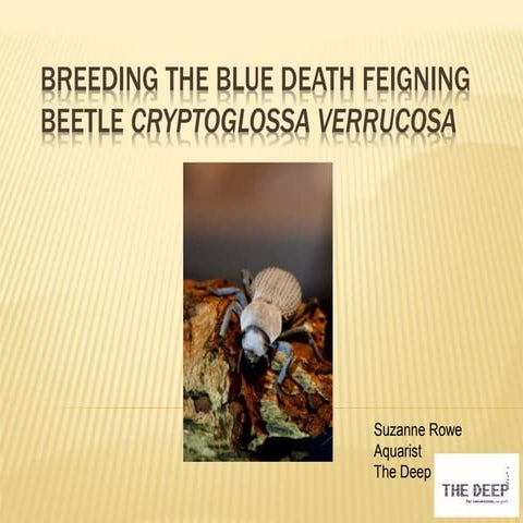 Death Feigning Beetle Presentation 2012 | PPTX