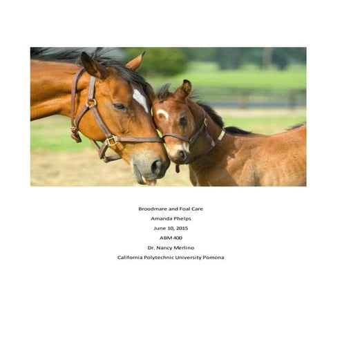 Broodmare and Foal Care | DOCX