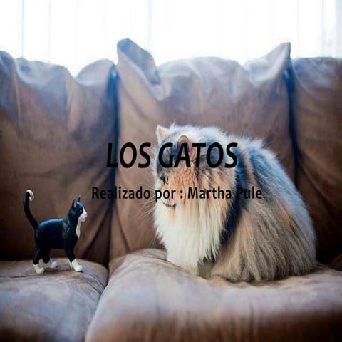 Los gatos!!c21 | PPTX