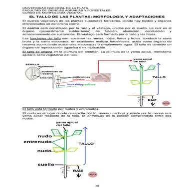 5.2 Clasificacion Tallo.pdf partes de un tallo | PDF