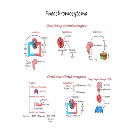 eight (8)• Pheochromocytoma [Illustrations Key].pdf