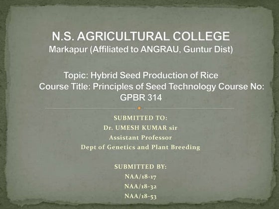 A,B& R LINE DEVELOPMENT IN HYBRID SEED PRODUCTION | PPT
