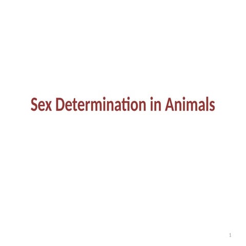 Sex Determination In Drosophila And Human Pptx 1099