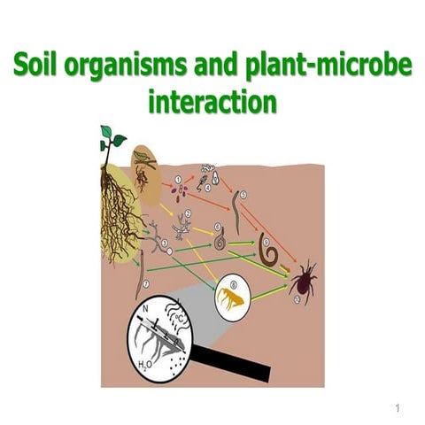 8 Soil organisms and plant-microbes interaction rev.1.ppt