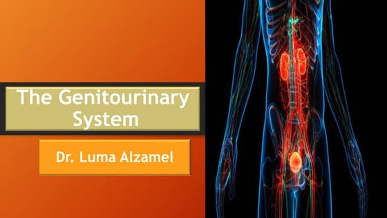 Renal System Anatomy | PPT