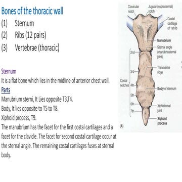 Thoracic wall 1 | PPTX