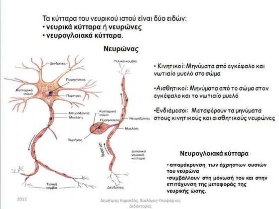 Μάθημα: Βιολογία. Β' Λυκείου. 1ο Κεφ.-Σημειώσεις σχολικού βιβλίου | PPTX
