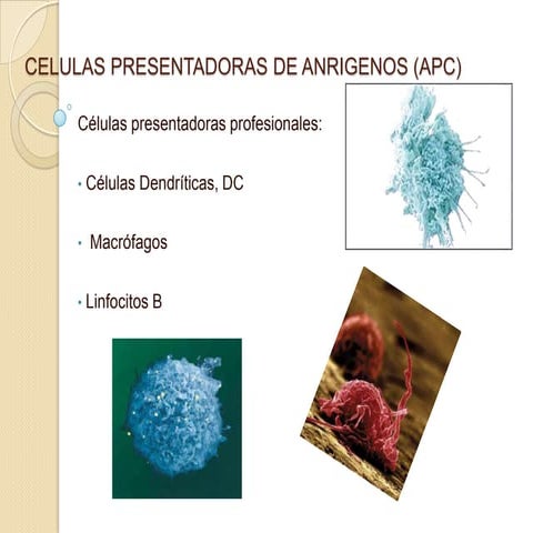 9. células presentadoras de antígenos (04/sep/2013) | PPTX