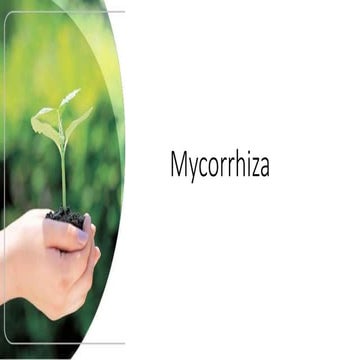 Mycorrhyzae- Association | PPTX