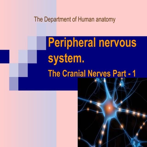 Peripheral Nervous System. Cranial Nerves – Part 1 | PPT