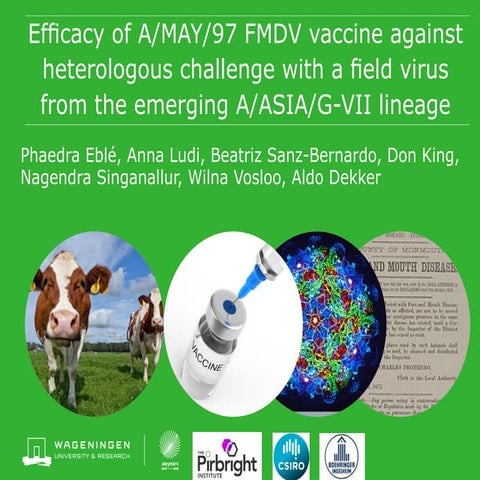 Efficacy of A/MAY/97 FMDV vaccine against heterologous challenge with a ...