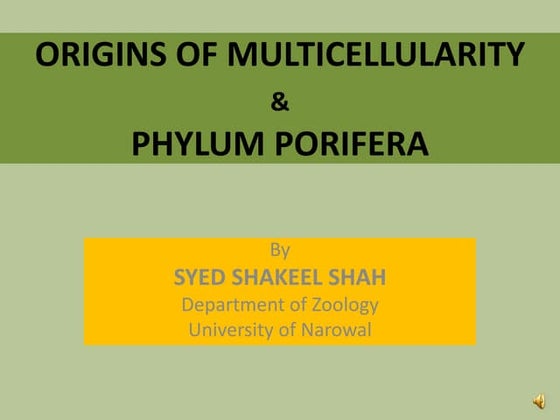 Phylum Porifera - Sycon | PPTX | Biological Sciences | Science