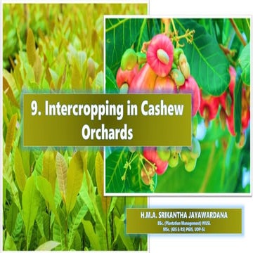 Intercropping in Cashew Orchards | PPTX