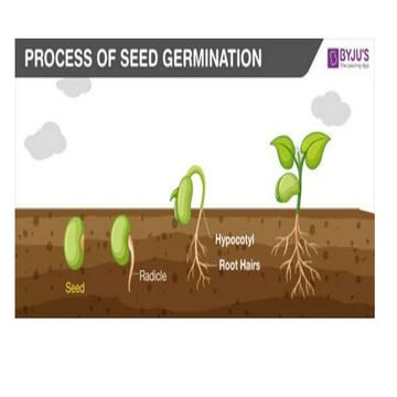 9.Seed, Classes of seed and Seed germination.pptx | Gardening | Home ...