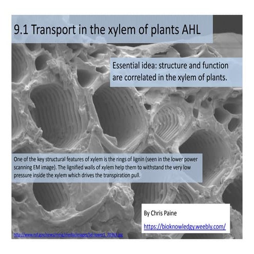 Xylem Transport in Plants - IBDP Biology | PDF