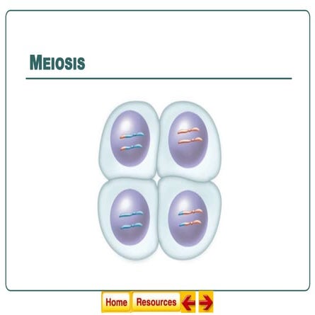 9 Meiosis Pptxzxxjhvajsxvjasvxjvashjvcc Pptx