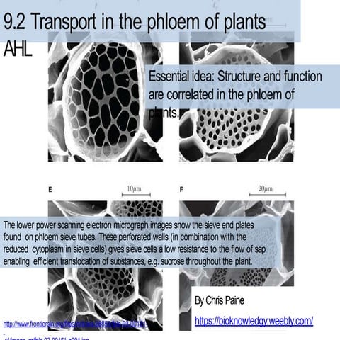 Ib Biology 9.2 transport in plants (phloem and xylem) | PPTX
