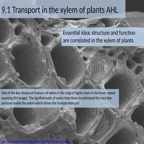 9.1 Transport in the xylem of plants AHL.pptx