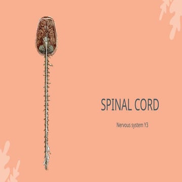 Human spinal cord - Structure and Functions | PDF
