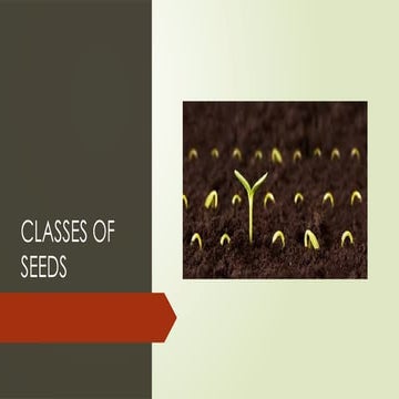 Classes of Seeds / Classification of Seeds / Category of Seeds | PPTX