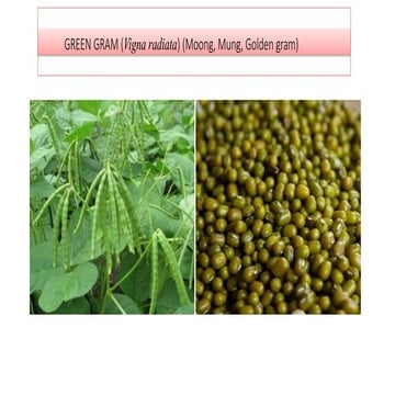 11. Groundnut.crop production technology | PPTX